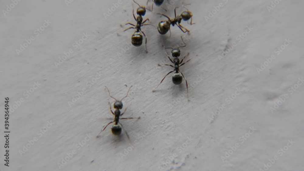 Black garden ant activity. Also known as the common black ant. These ...