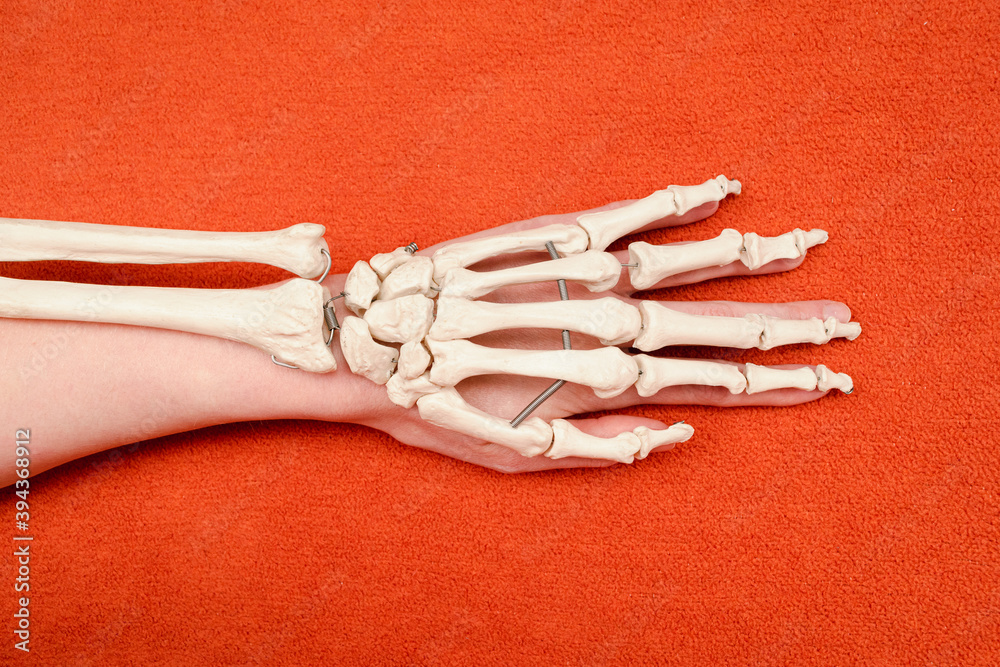 Skeleton Hand Anatomy Side View