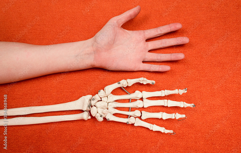 Hand bones beside human hand on orange background, ventral side view ...