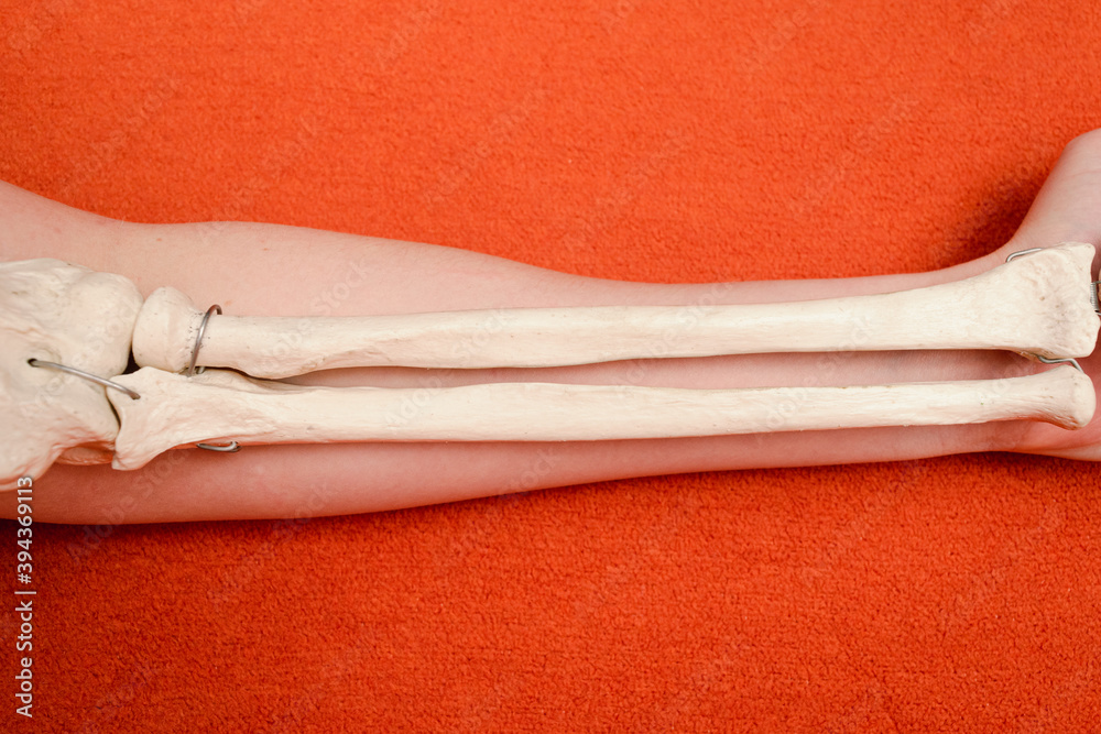 Arm bones laying on human arm on orange background, anatomy example ...