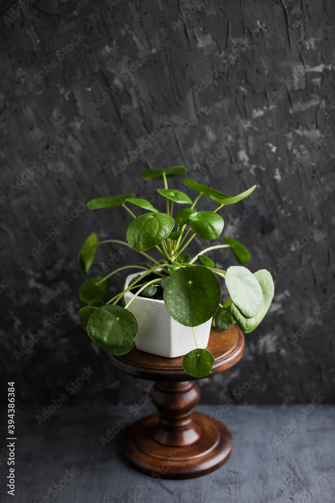 Pilea peperomioides. Chinese money tree in a white pot on a high wooden ...