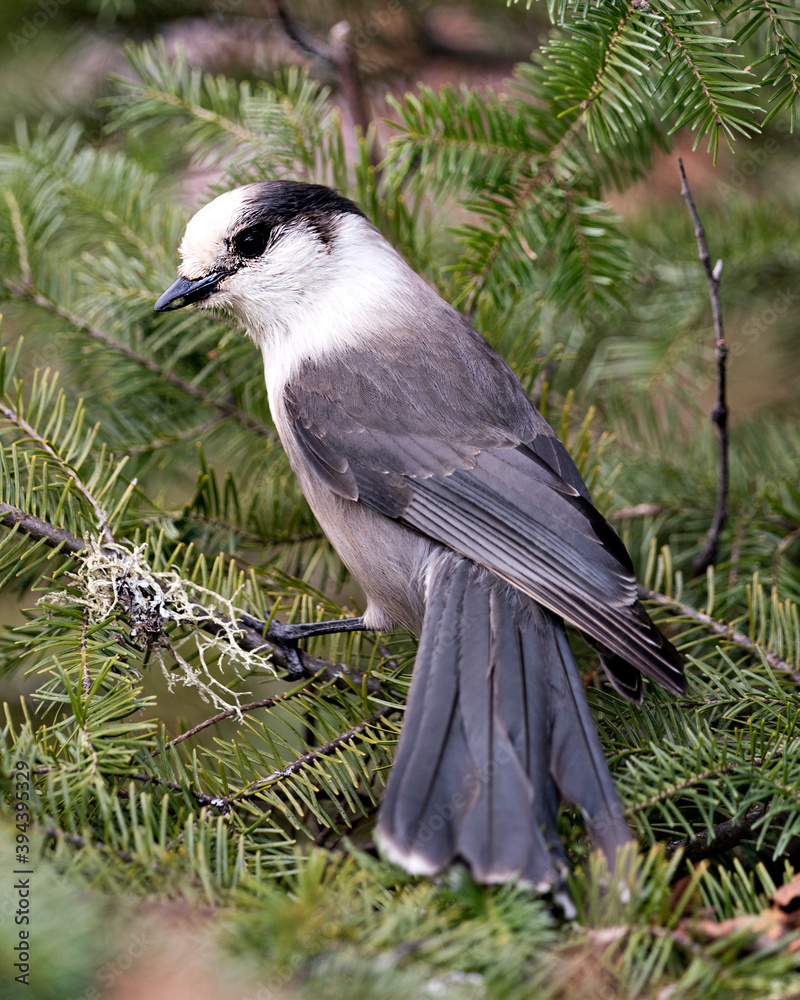 Gray Jay photo stock. Grey Jay close-up profile view perched on a fir tree branch with a blur ...