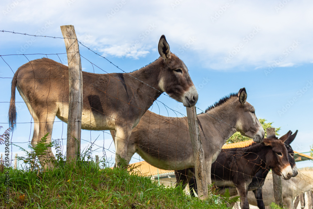 Group of fluffy donkeys behind fence. Brown donkeys in farmyard ...