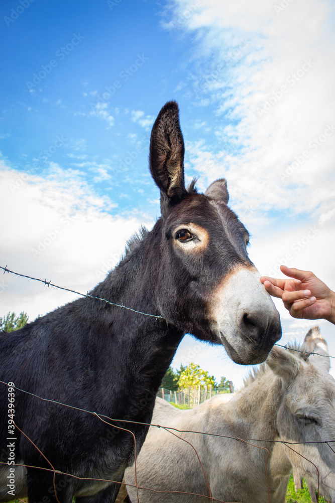 Donkey head with human hand. Donkeys in farm behind fence. Friendship ...