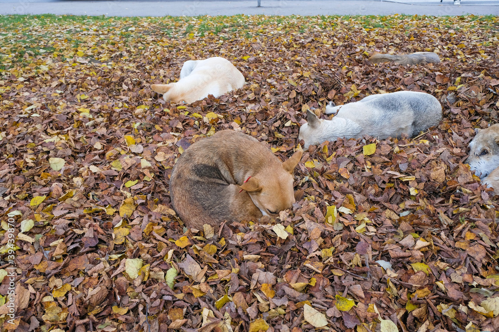 Foto de The lair of stray dogs in dry leaves. The dog stuck his nose in ...