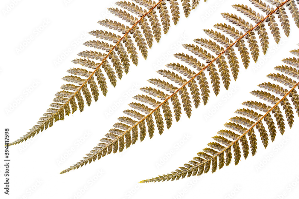 dried leaves of a silver fern, the symbol of New Zealand, white ...