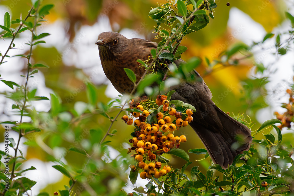 Eurasian Blackbird - Turdus merula species of true thrush. It breeds in ...