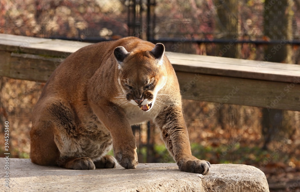 The cougar (Puma concolor)captive animal in Zoo, is american native ...
