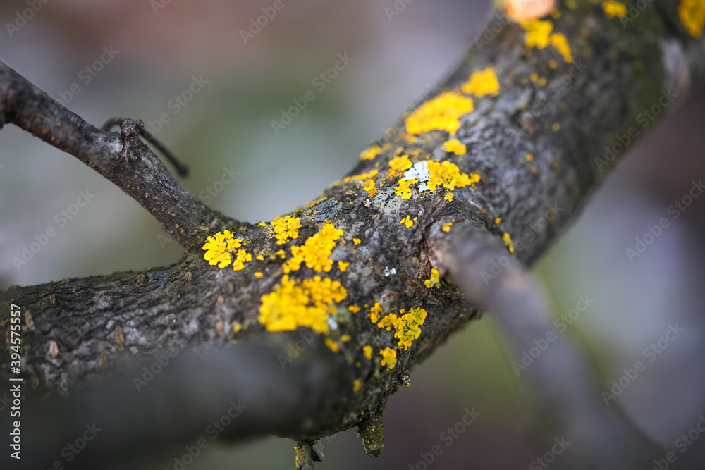 Golden Lichen on fruit tree, garden disease, Xanthoria parietina name ...