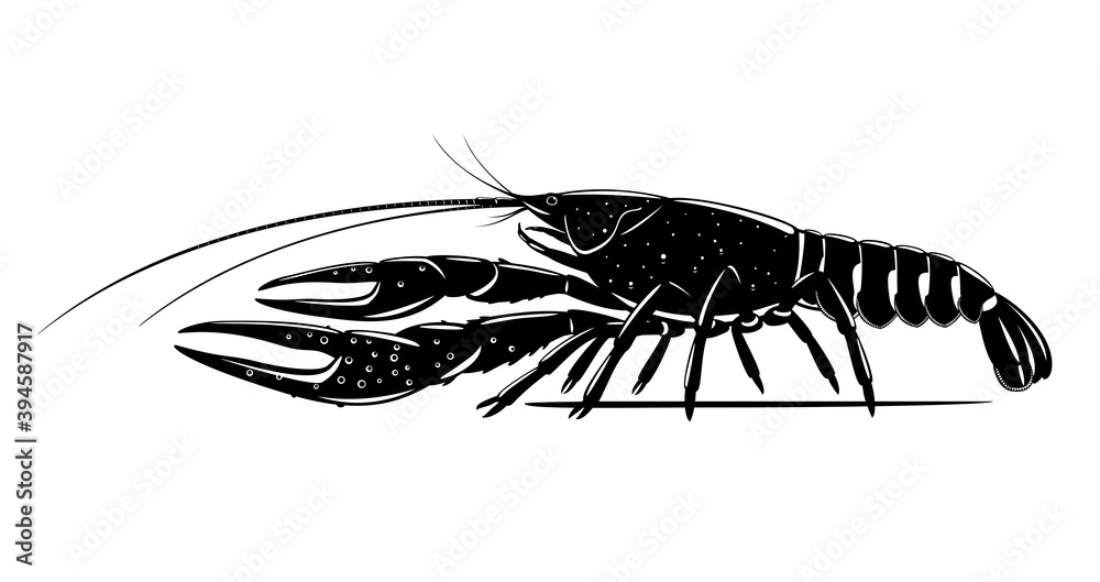 Realistic red swamp crayfish black and white isolated illustration, one ...