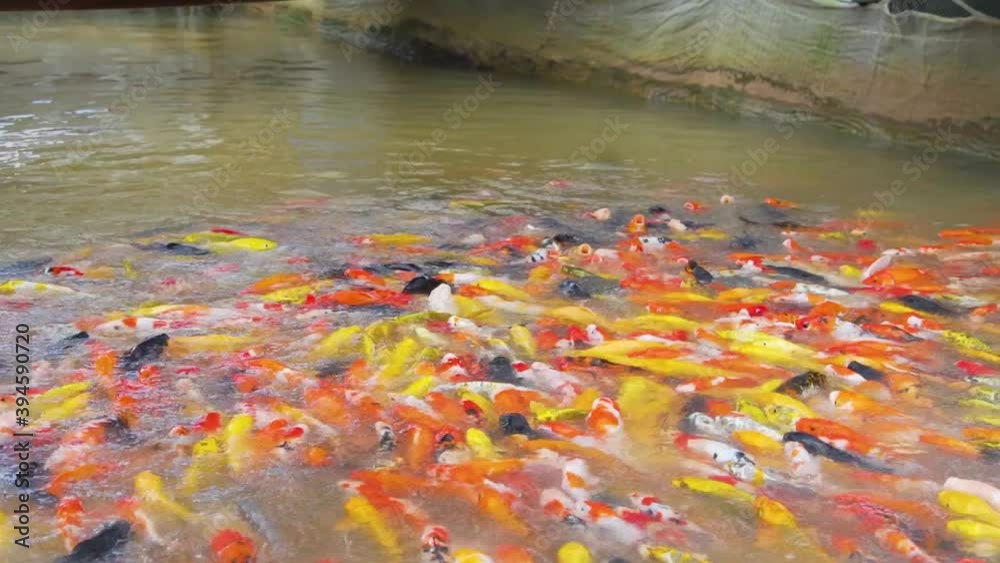Colorful decorative fishes (Koi Fish) float in water. Many fishes in ...