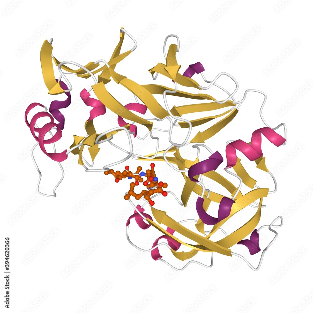 Structure of human pepsin complexed with inhibitor pepstatin, 3D ...
