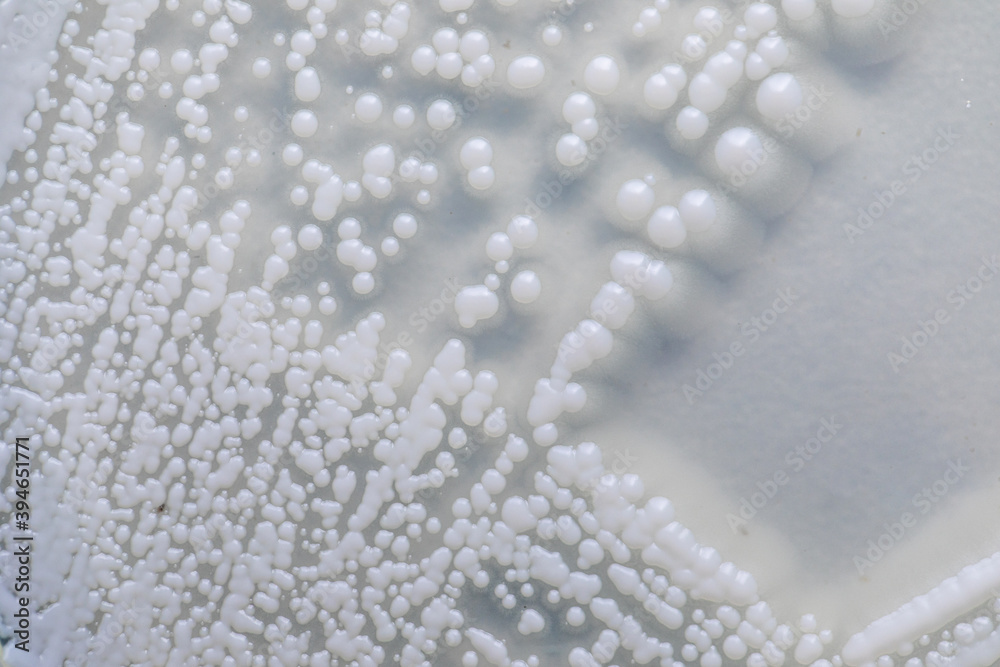 Pichia is a genus of yeasts in the family Saccharomycetaceae under the ...