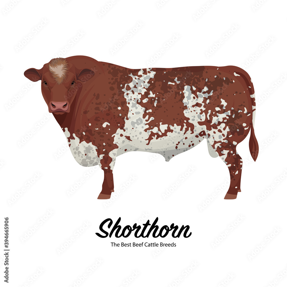 Shorthorn Bull - The Best Beef Cattle Breeds. Farm animals. Vector ...