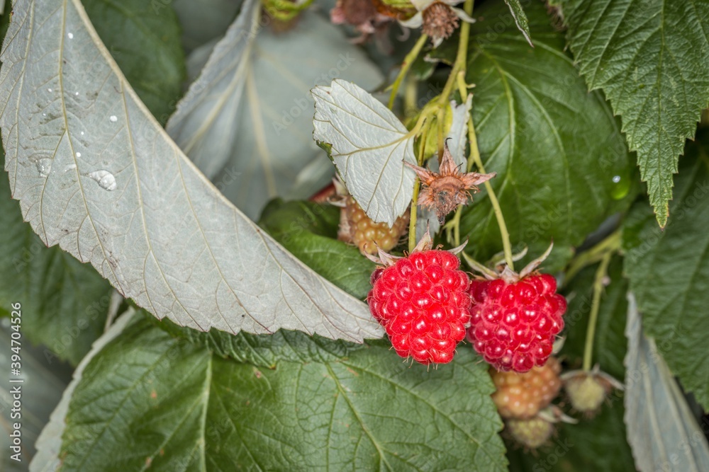 Foto de Nahaufnahme von grünen roten reifen und gepflückten Himbeeren ...