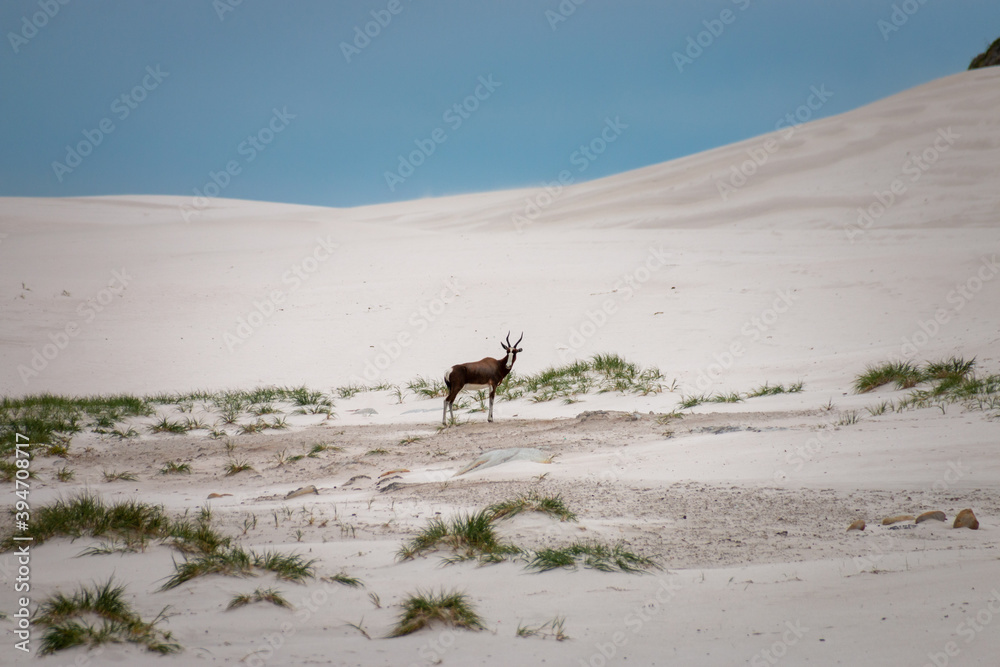 Blesbok antelope at Cape of Good Hope nature reserve, South Africa ...