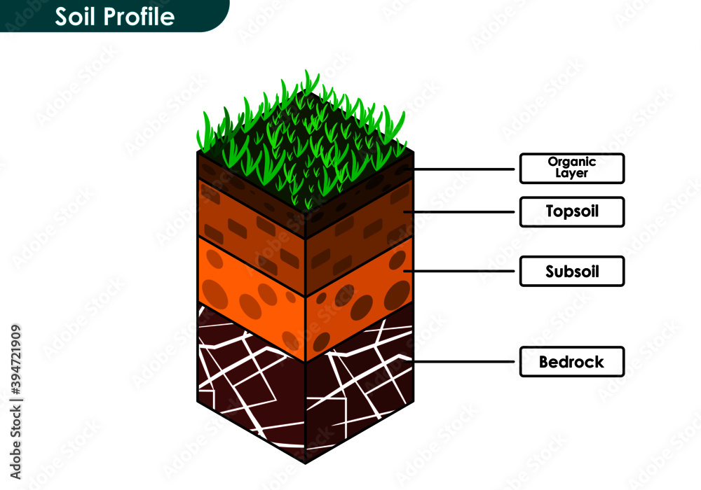 A cross-section view of the soil profile. Stock Vector | Adobe Stock