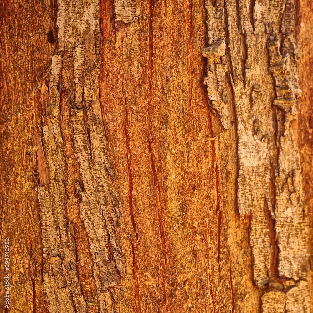 Textura de tronco Stock Photo | Adobe Stock