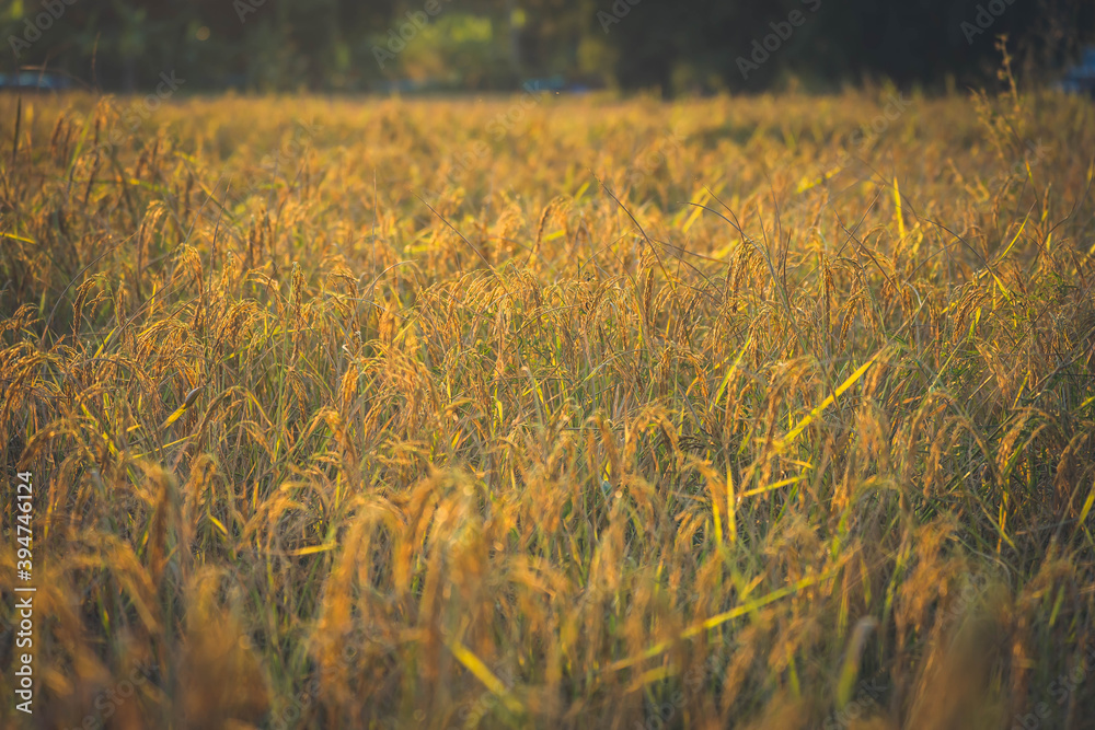 Rice field in organic farm of agriculture, paddy rice plant for ...