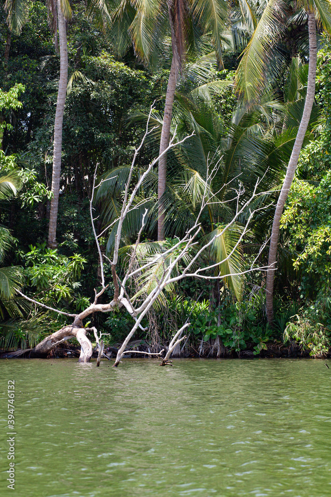 Dried branches of trees hang over the water in the rainforest. Stock ...