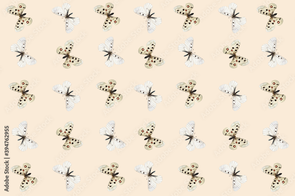 Apolo butterfly (Parnassius apollo) and clouded apollo (Parnassius ...