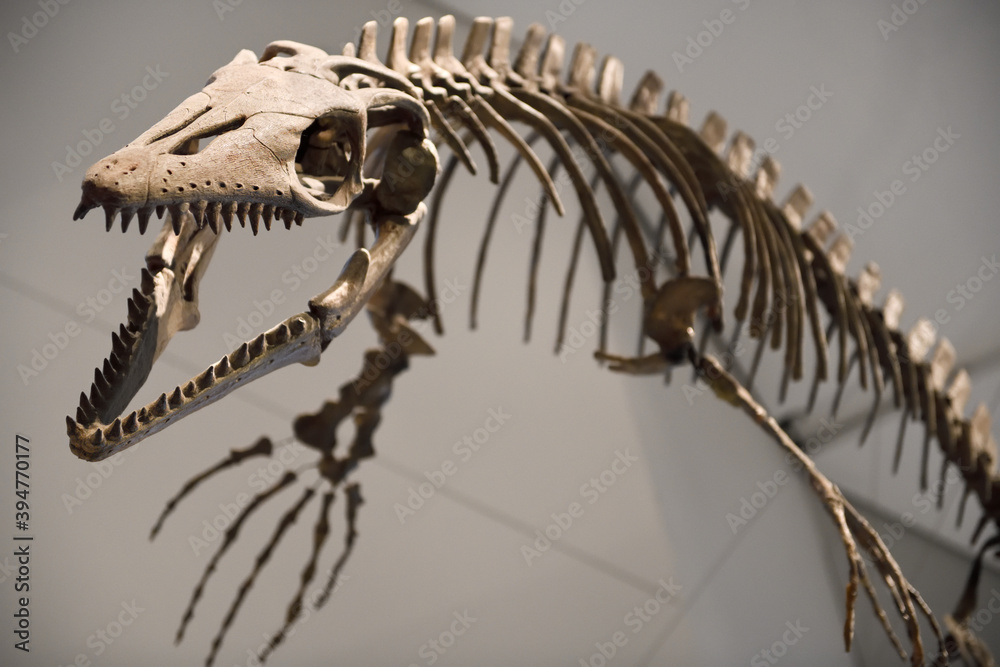 Platecarpus coryphaeus an 83 million year old mosasaur fossil from ...