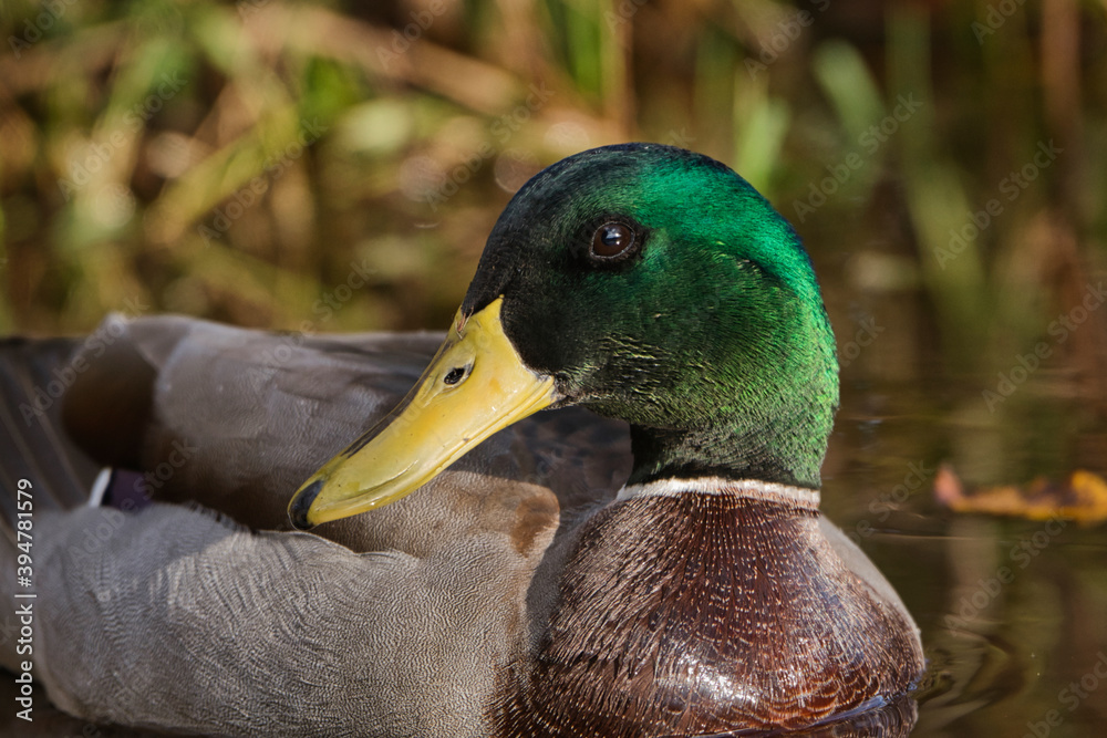 2020-11-21 UP CLOSE HEAD SHOT OF A MALE MALLARD DUCK LOOKING BACK ...