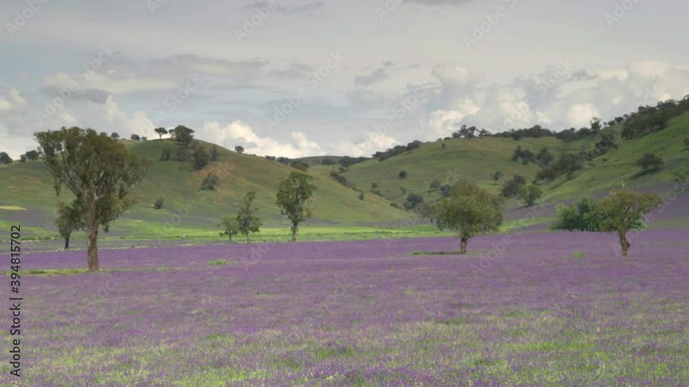 Vídeo do Stock: panning clip of a farm paddock overgrown with the ...
