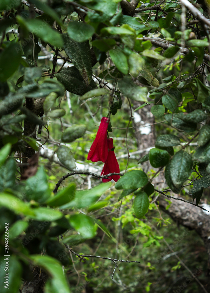 Copihue rojo, flor nacional de Chile foto de Stock | Adobe Stock