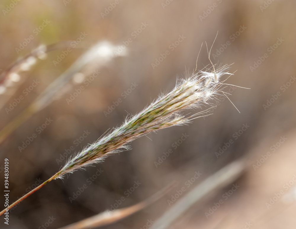 Cane Bluestem Grass (Bothriochloa barbinodis) has a digitate ...