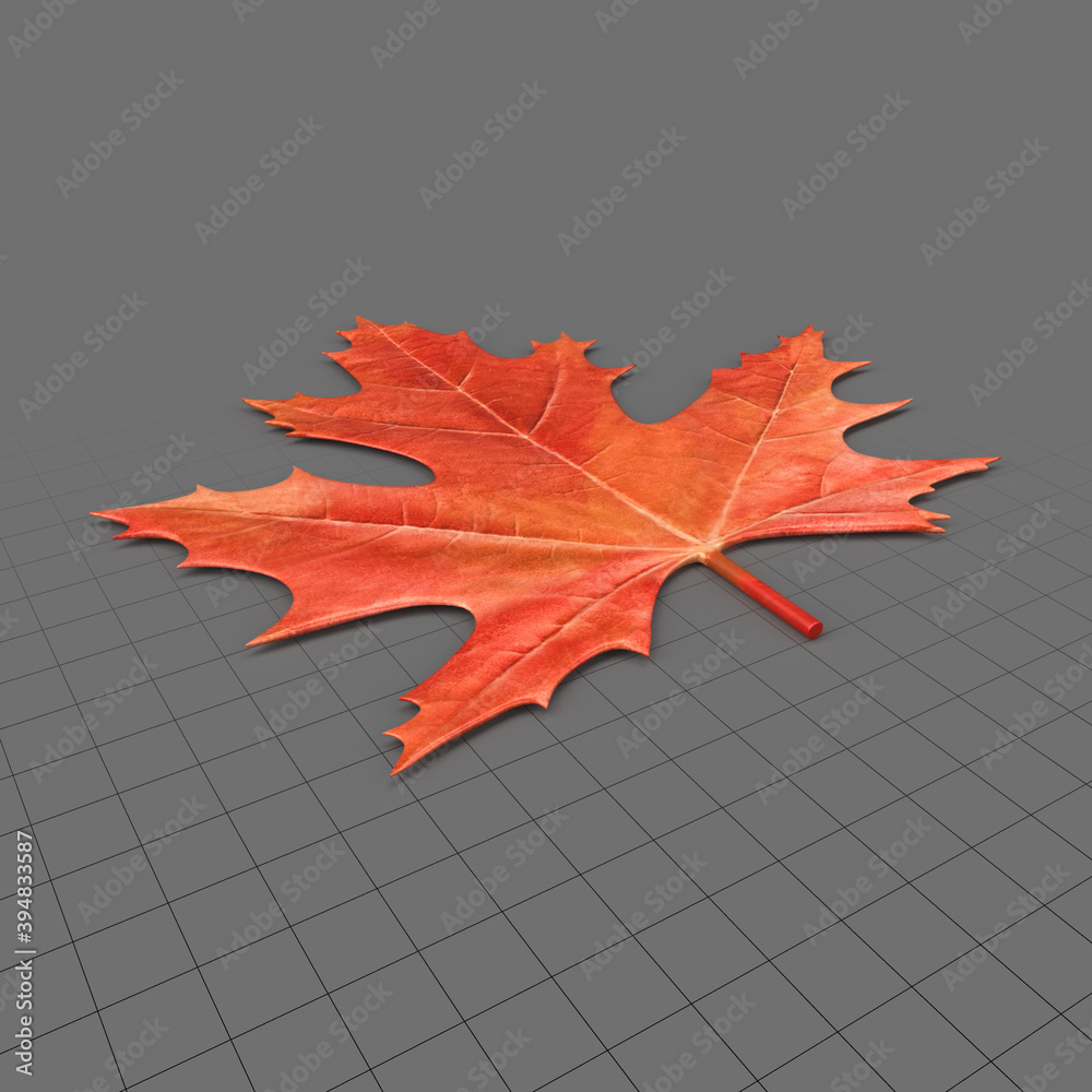 Maple leaf Stock 3D asset | Adobe Stock