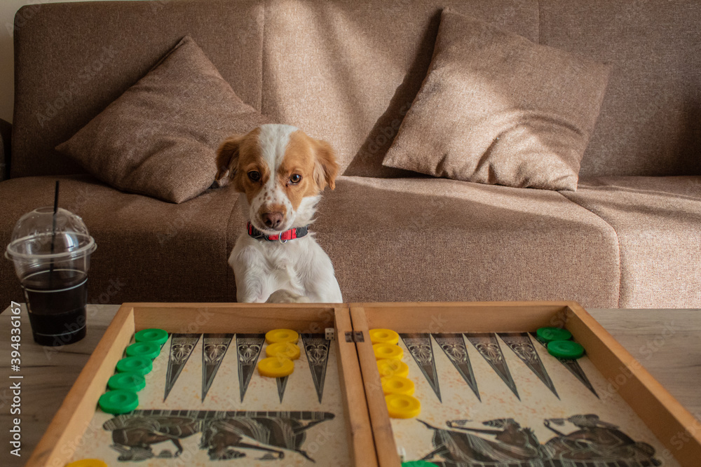 Cute dog plays board games Stock Photo | Adobe Stock