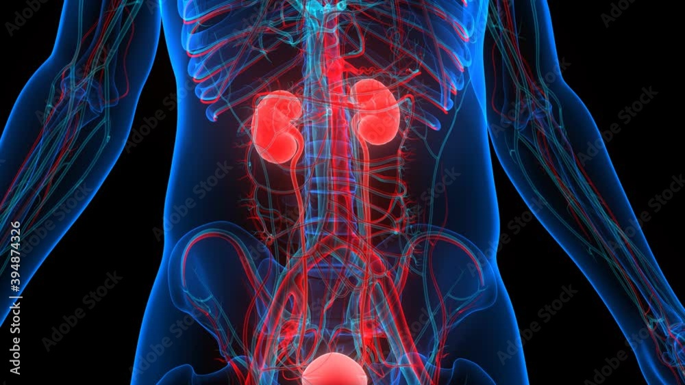 Human Urinary System Kidneys with Bladder Anatomy Animation Concept ...