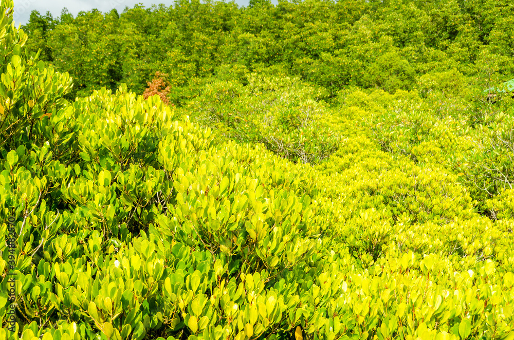 beautiful golden mangrove or ceriops decandra forest in Thailand Stock ...