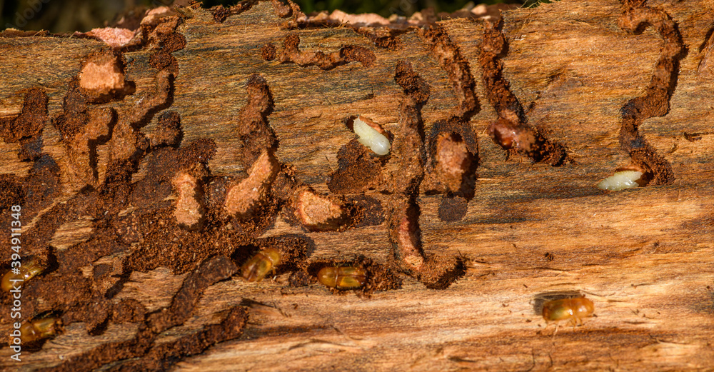 stages of European spruce bark beetle (Ips typographus) in damaged wood ...