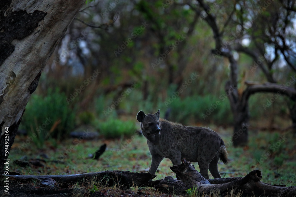 Hyena, dark forest. Spotted hyena, Crocuta crocuta, angry animal near ...