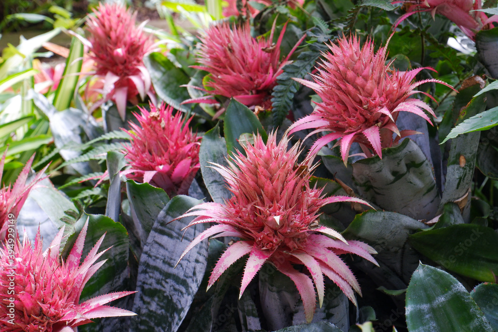 Aechmea fasciata is commonly known as Urn plant and silver vase. Stock ...