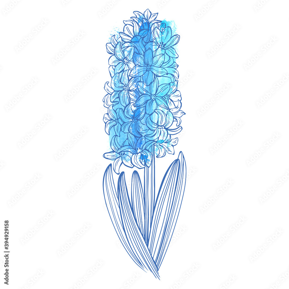 Blue hyacinth flower and watercolor element isolated on a white ...