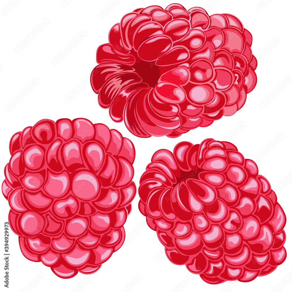 Vector ,clipart. Raspberry on white background .Art & Illustration ...