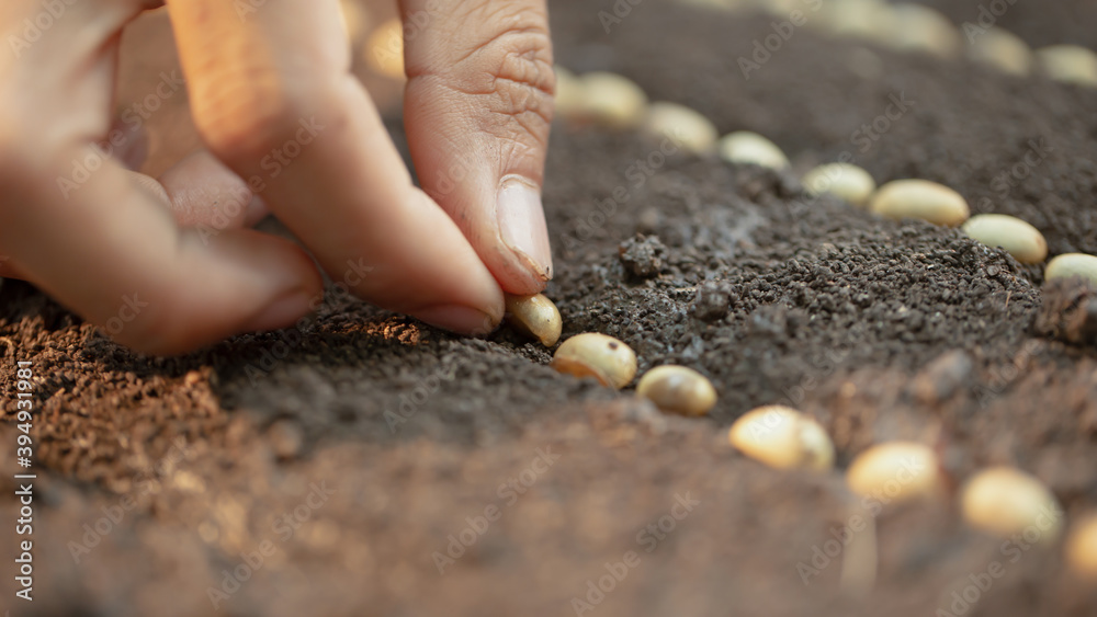 Hand growing seeds of coffee on sowing soil at garden metaphor ...