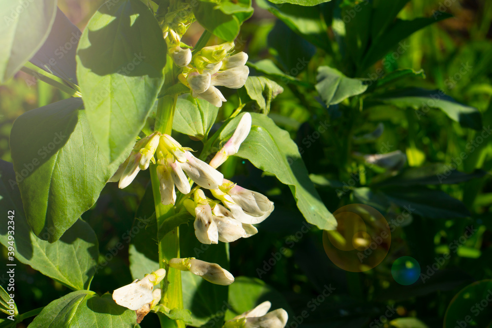 The kidney bean is a variety of the common bean (Phaseolus vulgaris ...