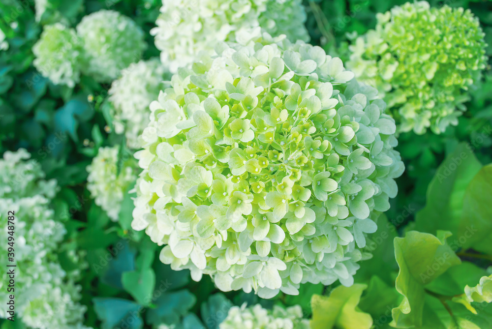Hydrangea paniculata Limelight growing in summer ornamental garden top ...