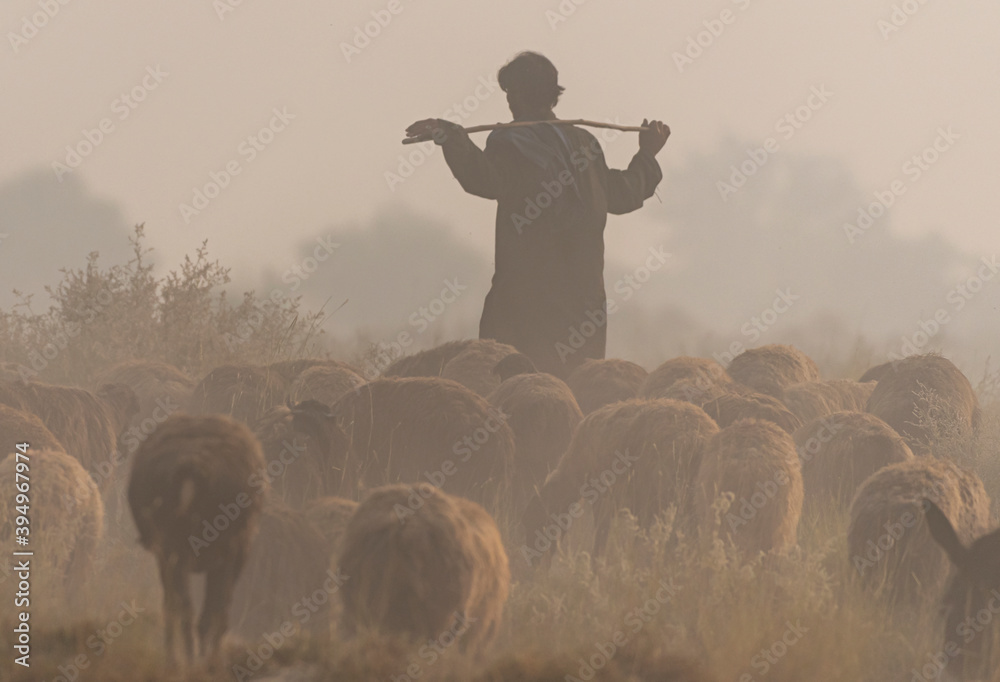 sheep herd with shepherd in dust , nomadic life of shepherds dust ...