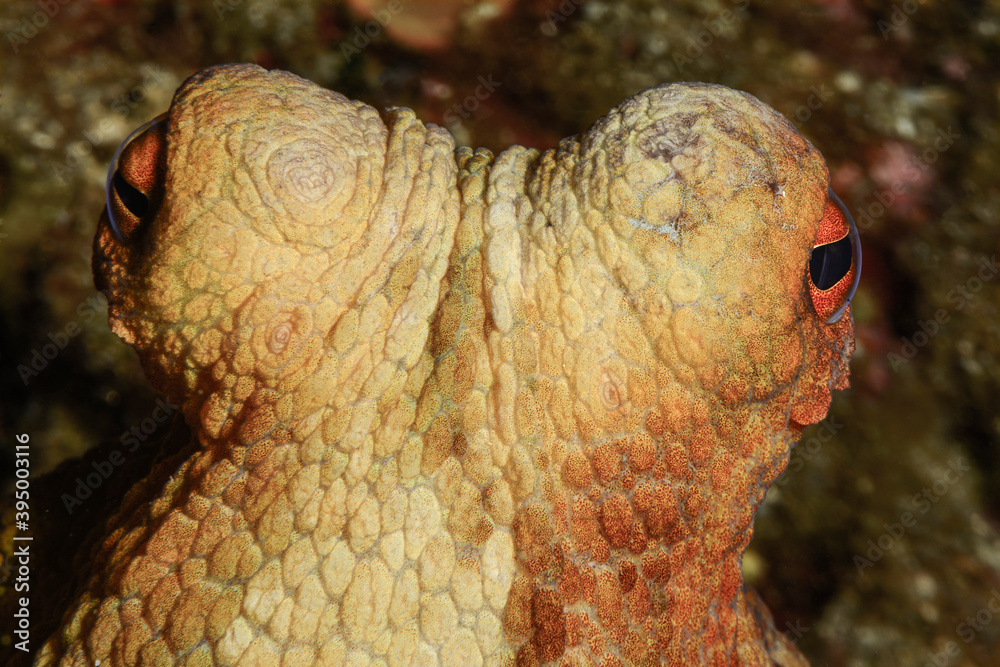 Octopus (Octopus vulgaris Cuvier, 1797) or octopus is a cephalopod of ...