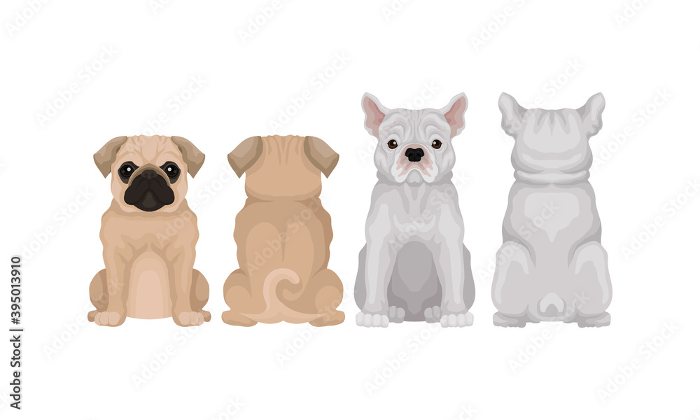 Purebred Dogs Sitting on Hind Legs Front and Back View Vector Set Stock ...