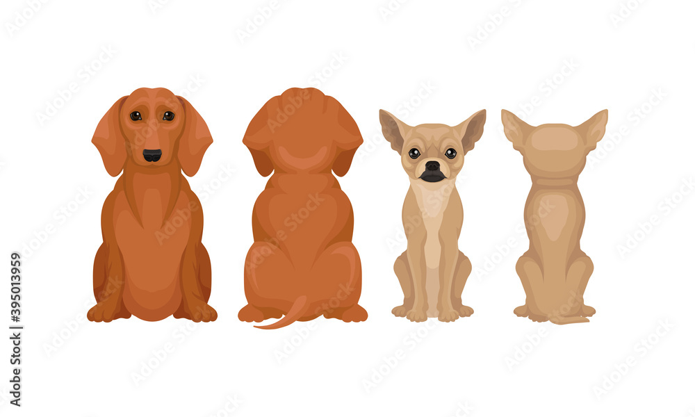 Purebred Dogs Sitting on Hind Legs Front and Back View Vector Set Stock ...