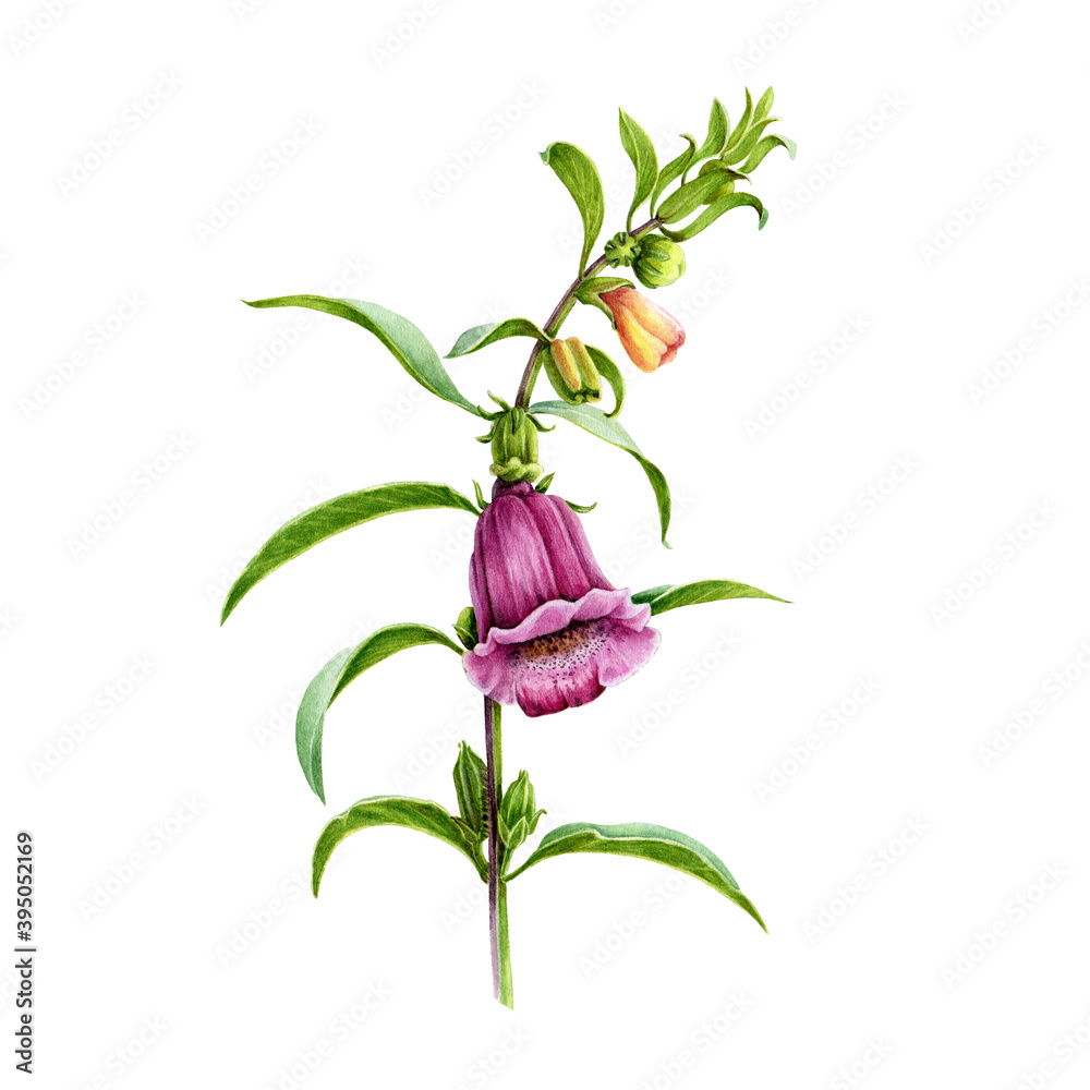 Sesame herb plant watercolor illustration. Hand drawn botanical sesame ...