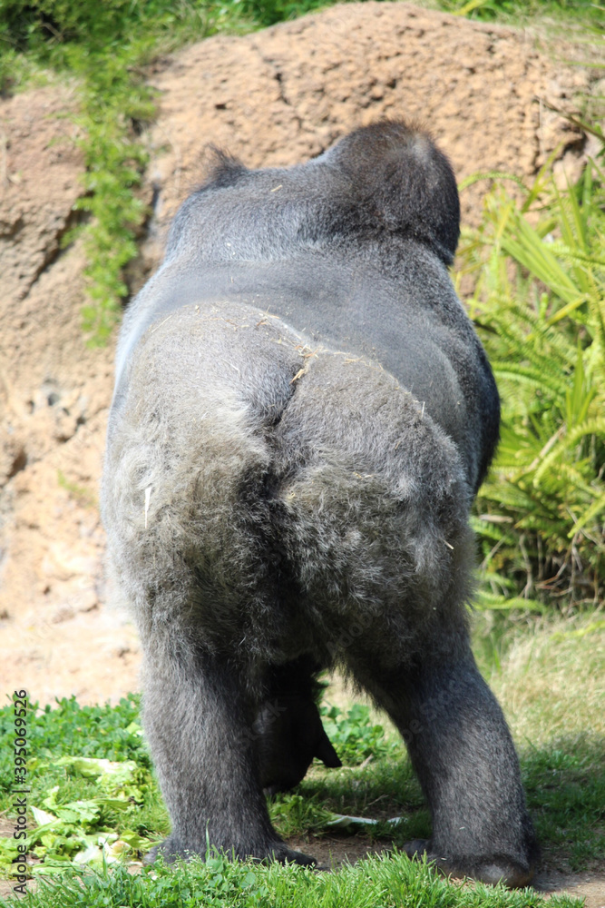 buttocks of Silverback Gorilla Stock Photo | Adobe Stock