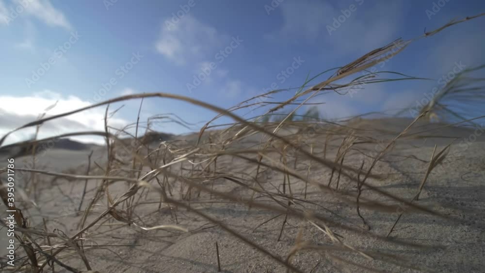 drought landscape - dry grass and strong wind. environmental problems ...