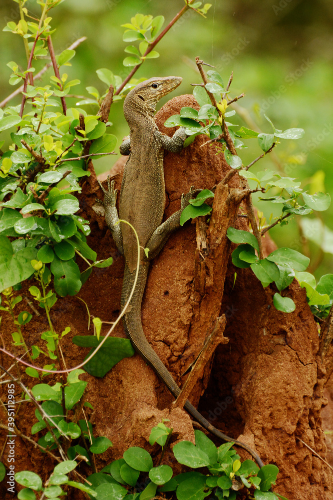 Juvenile Bengal monitor (Varanus bengalensis) on a termite mound at ...